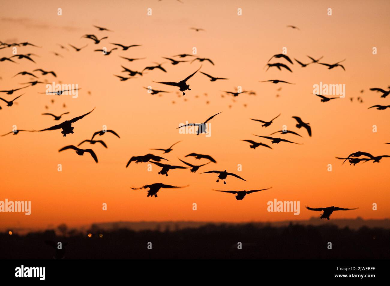 Pink-footed goose (Anser brachyrhynchus) Martin Mere, Lancashire, UK ...