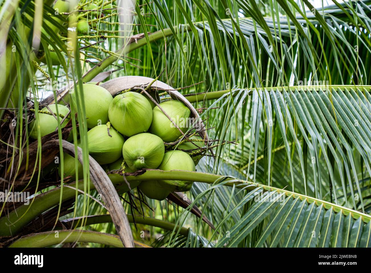 coconut tree, Cocos nucifera is a member of the palm tree family ...