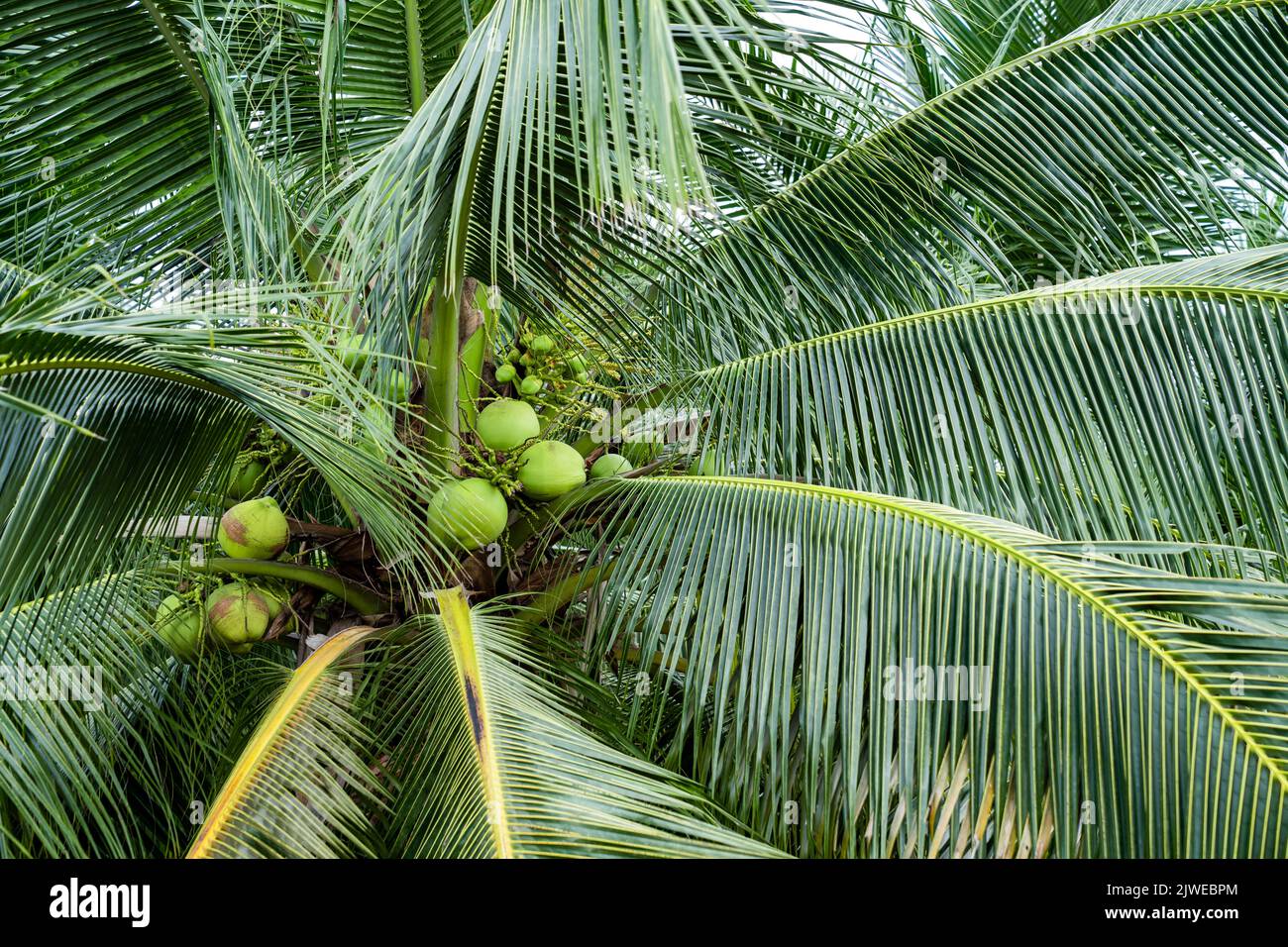 coconut tree, Cocos nucifera is a member of the palm tree family ...