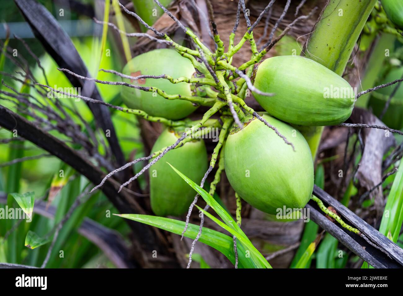 coconut tree, Cocos nucifera is a member of the palm tree family ...