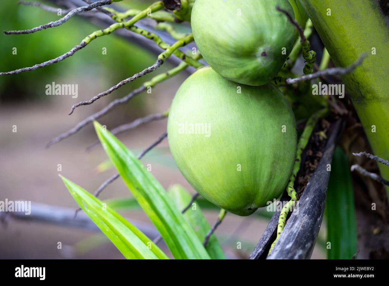coconut tree, Cocos nucifera is a member of the palm tree family ...