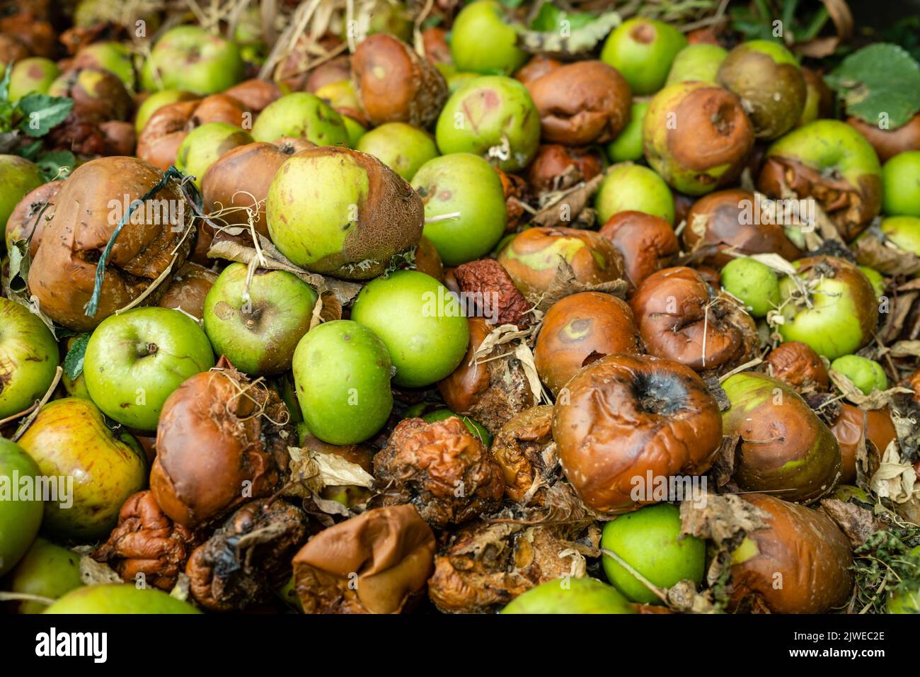 Fruit flies on rotting fruit hi-res stock photography and images - Alamy