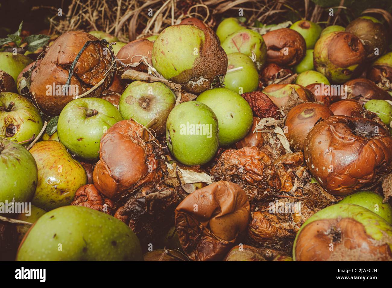 Flies on rotting fruit hi-res stock photography and images - Alamy