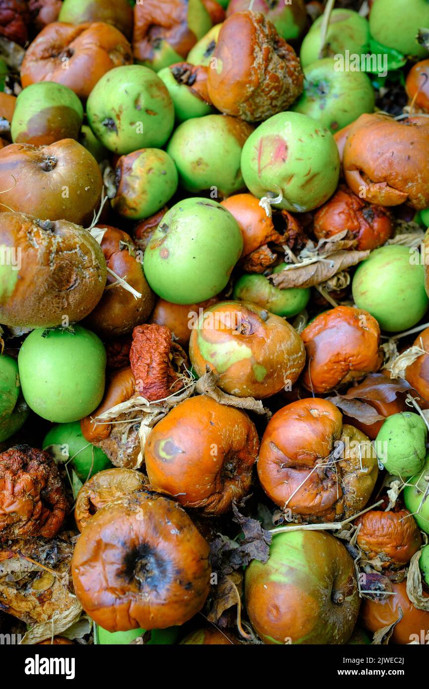 apple rotting away on the ground wind fall fruits off the tree Stock ...