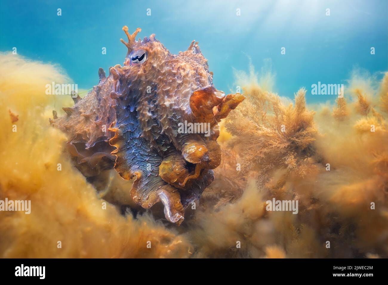 Australian giant cuttlefish (Sepia apama) displaying amongst seaweed ...