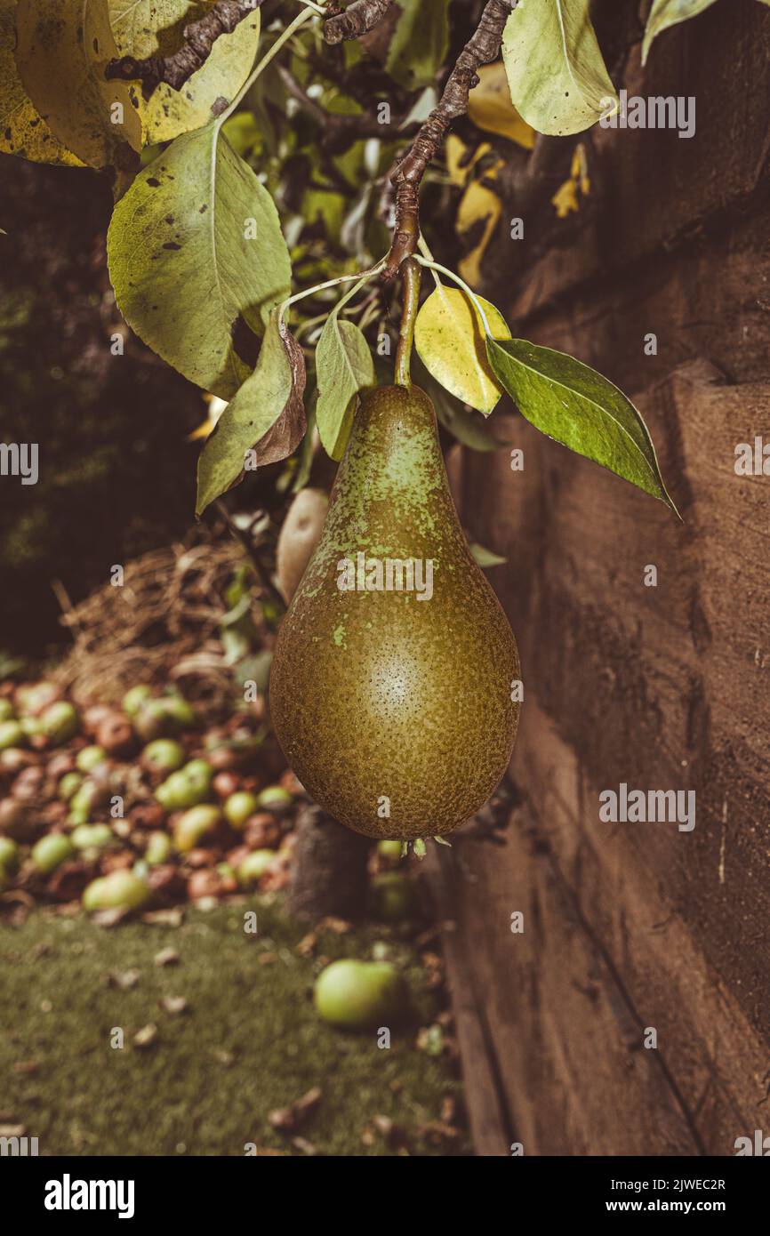 Growing ripe pears espalier tree hi-res stock photography and images ...