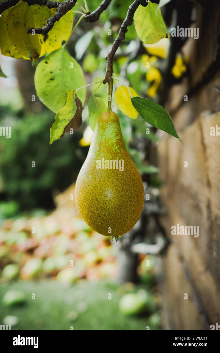 Organic pear trees uk hi-res stock photography and images - Alamy