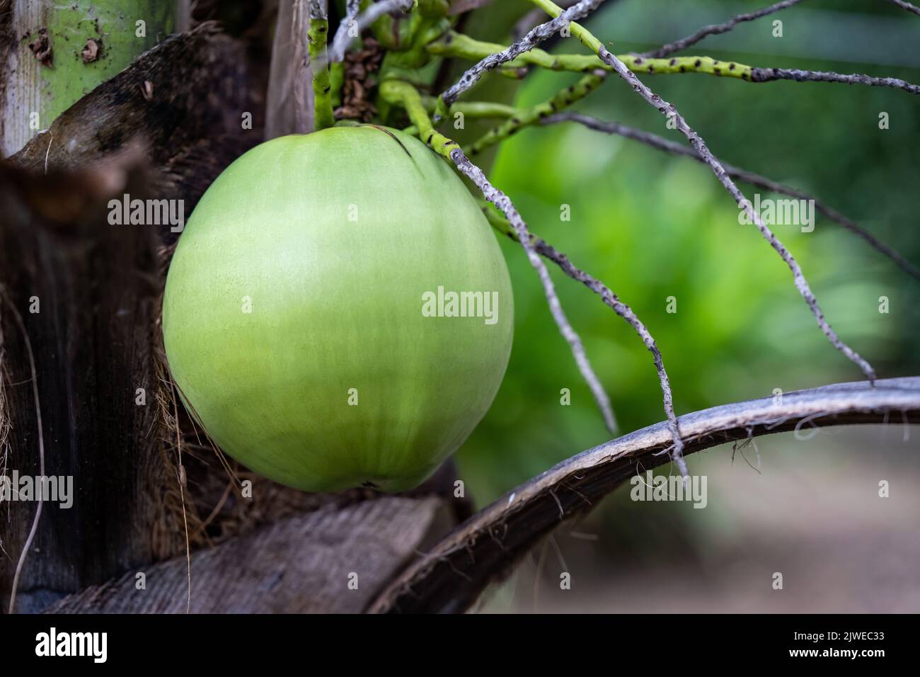coconut tree, Cocos nucifera is a member of the palm tree family ...