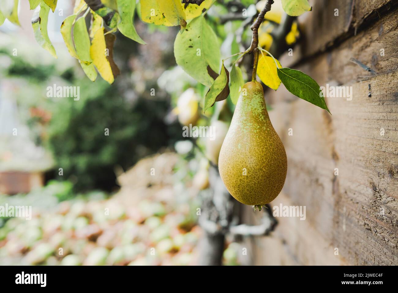 ripe pear fruits growing on the tree in the autumn ready for picking ...