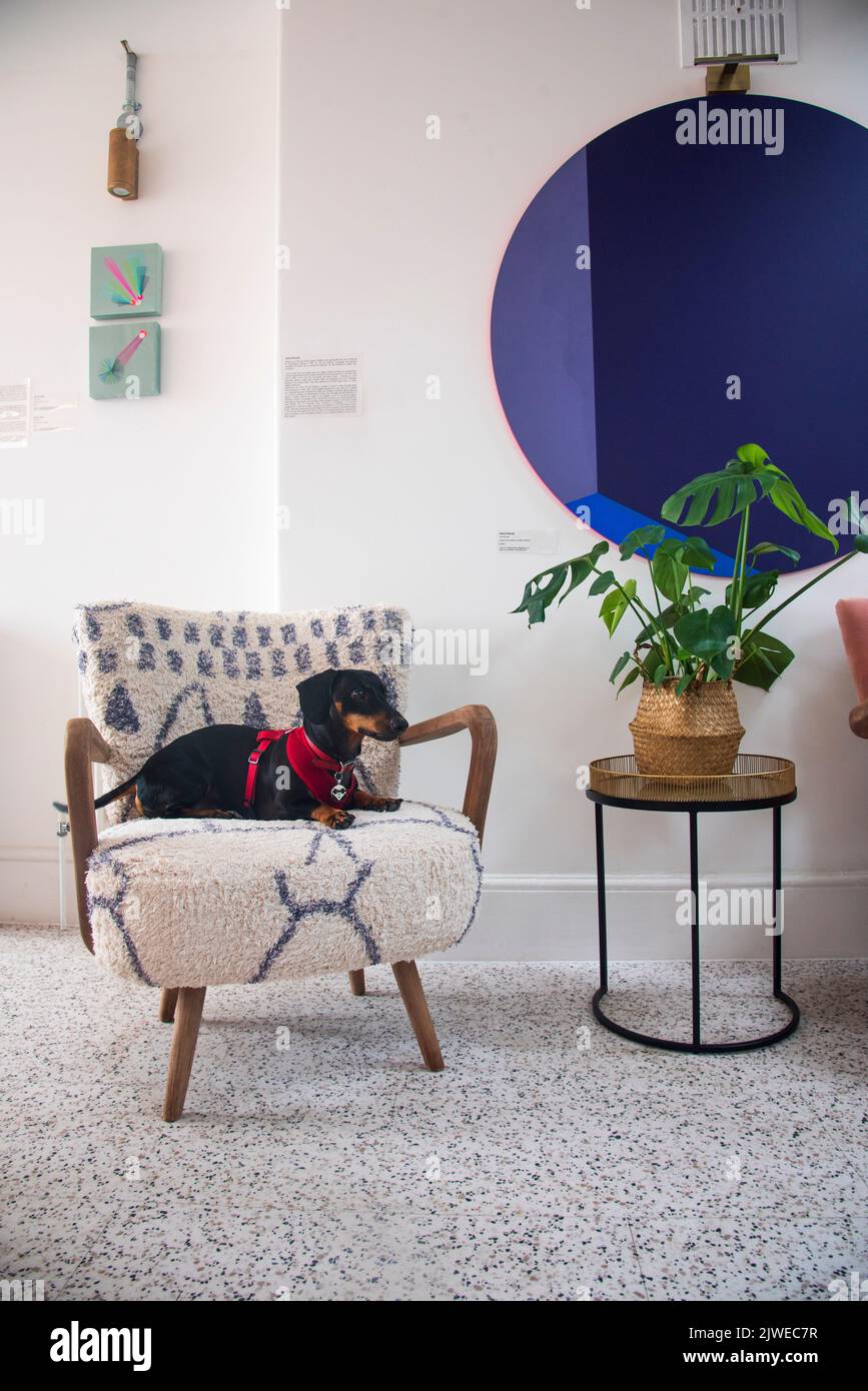 Nigel the Sausage Dog in WRAP coworking space in Brighton Stock Photo ...