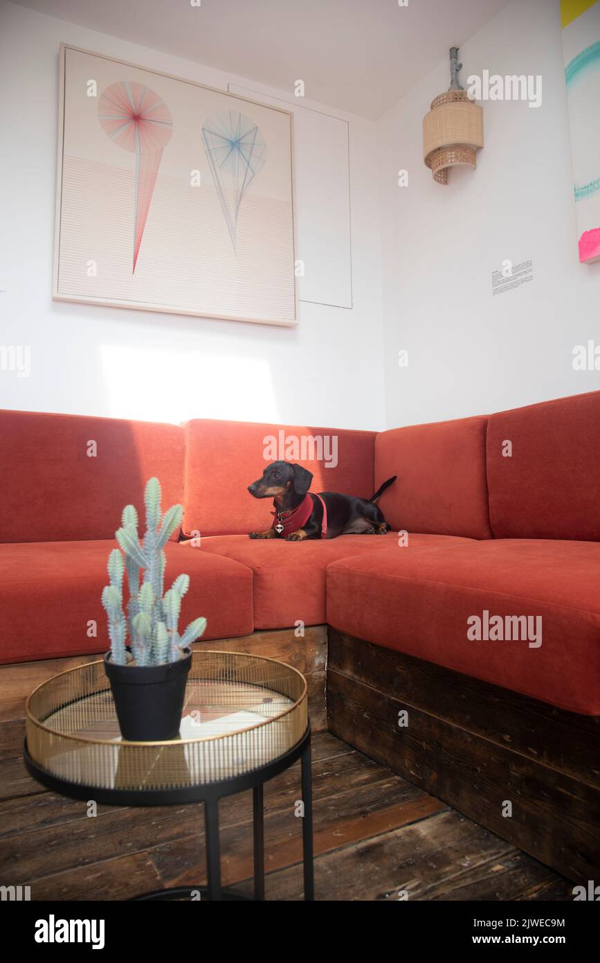 Nigel the Sausage Dog in WRAP coworking space in Brighton Stock Photo ...