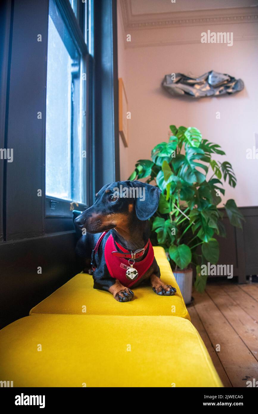 Nigel the Sausage Dog in WRAP coworking space in Brighton Stock Photo ...