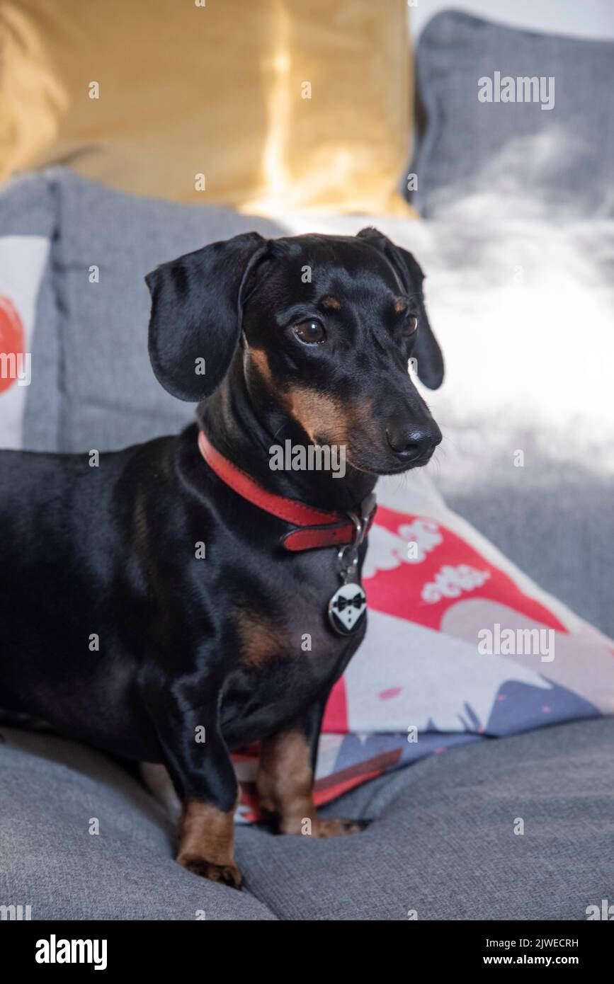 Black and Brindle Dachshund in a Living Room Stock Photo - Alamy