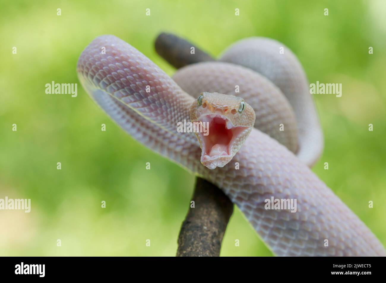 Aggressive Mangrove pit viper (Trimeresurus purpureomaculatus) on a ...