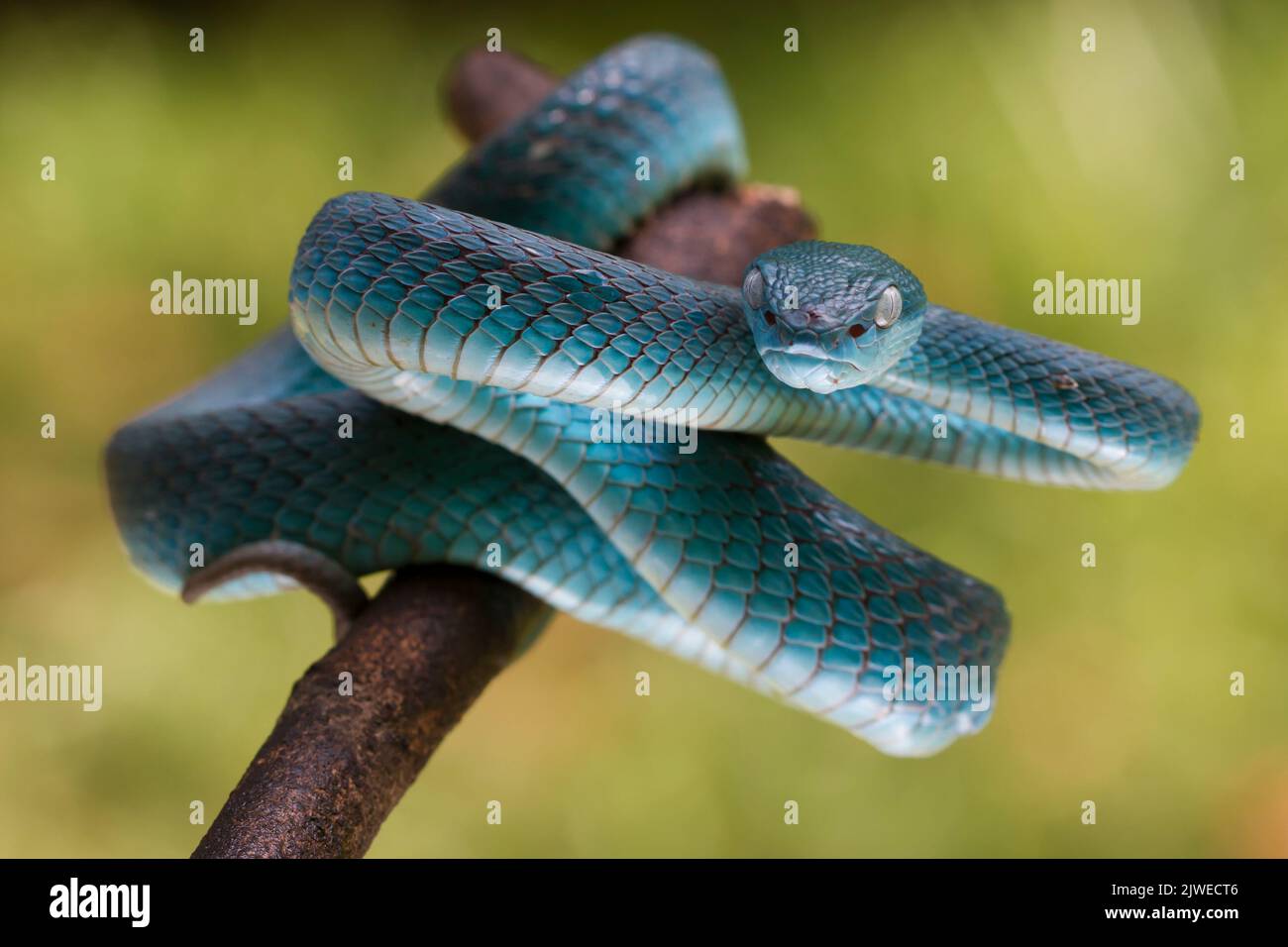 Close-up of a white-lipped island pit viper on a branch, Indonesia ...