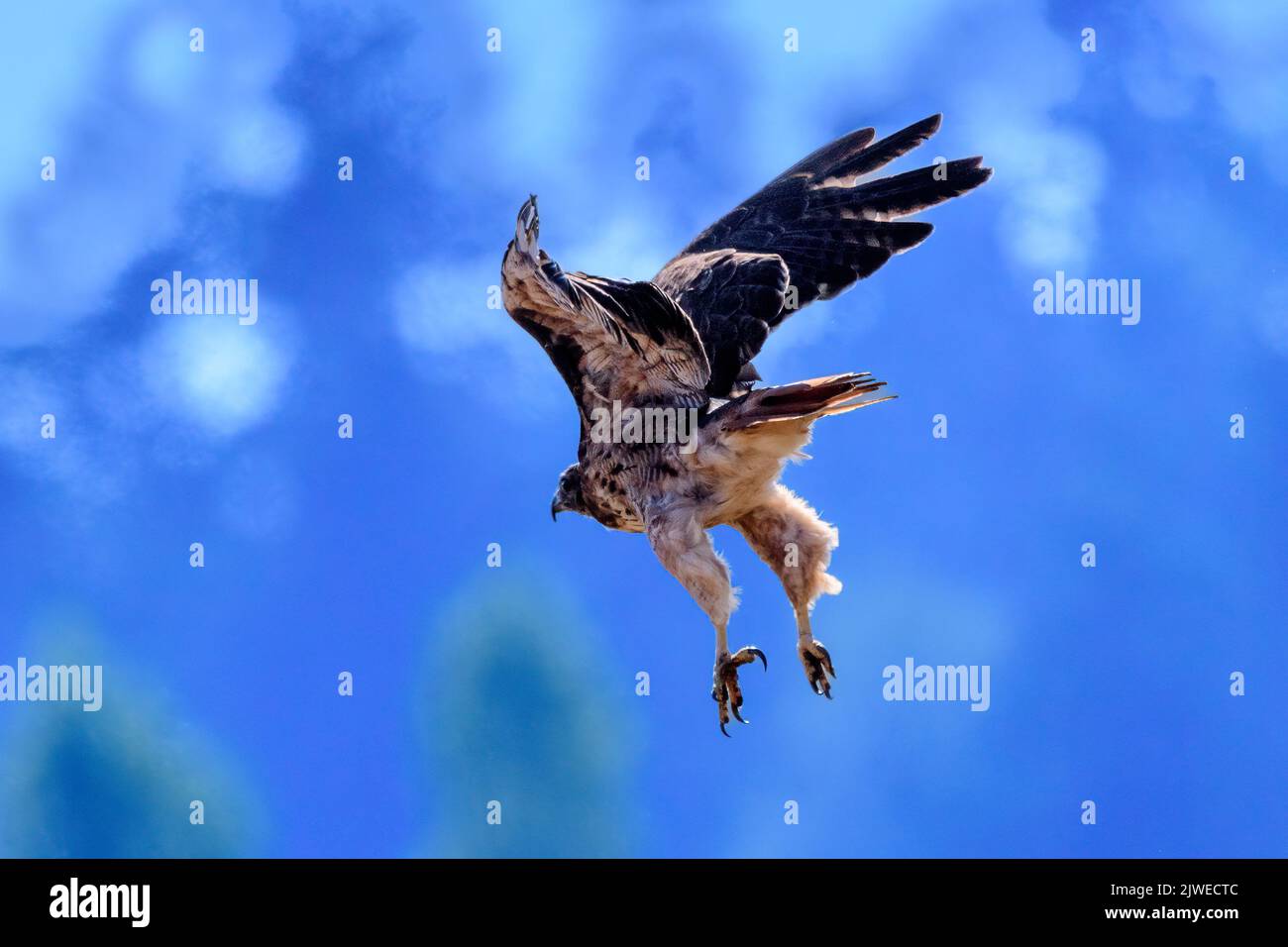 Red-tailed Hawk in flight with legs extended ready to catch prey ...