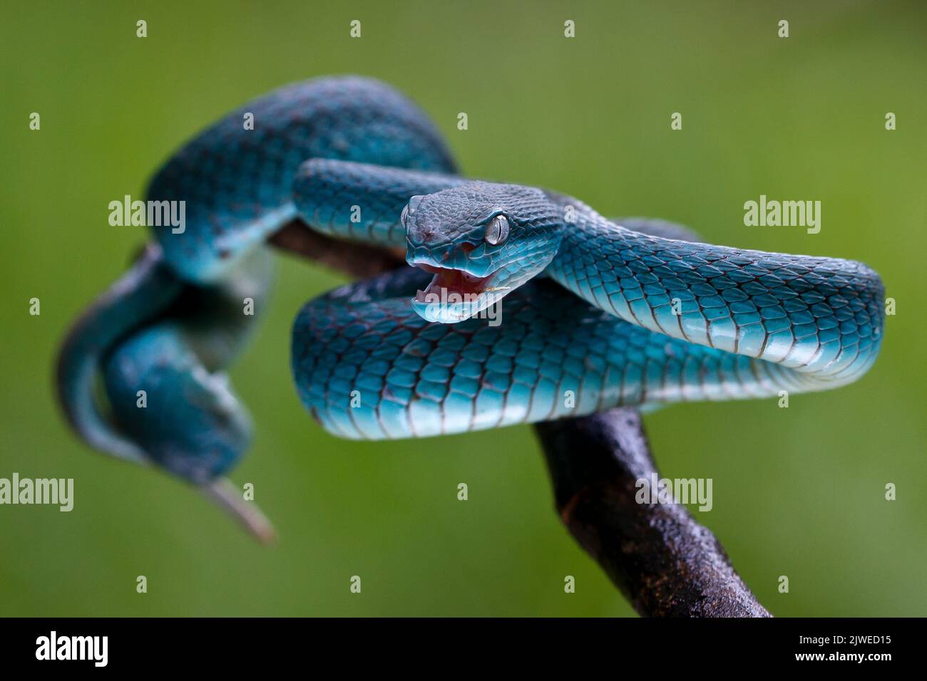 Close-up of a white-lipped island pit viper on a branch, Indonesia ...