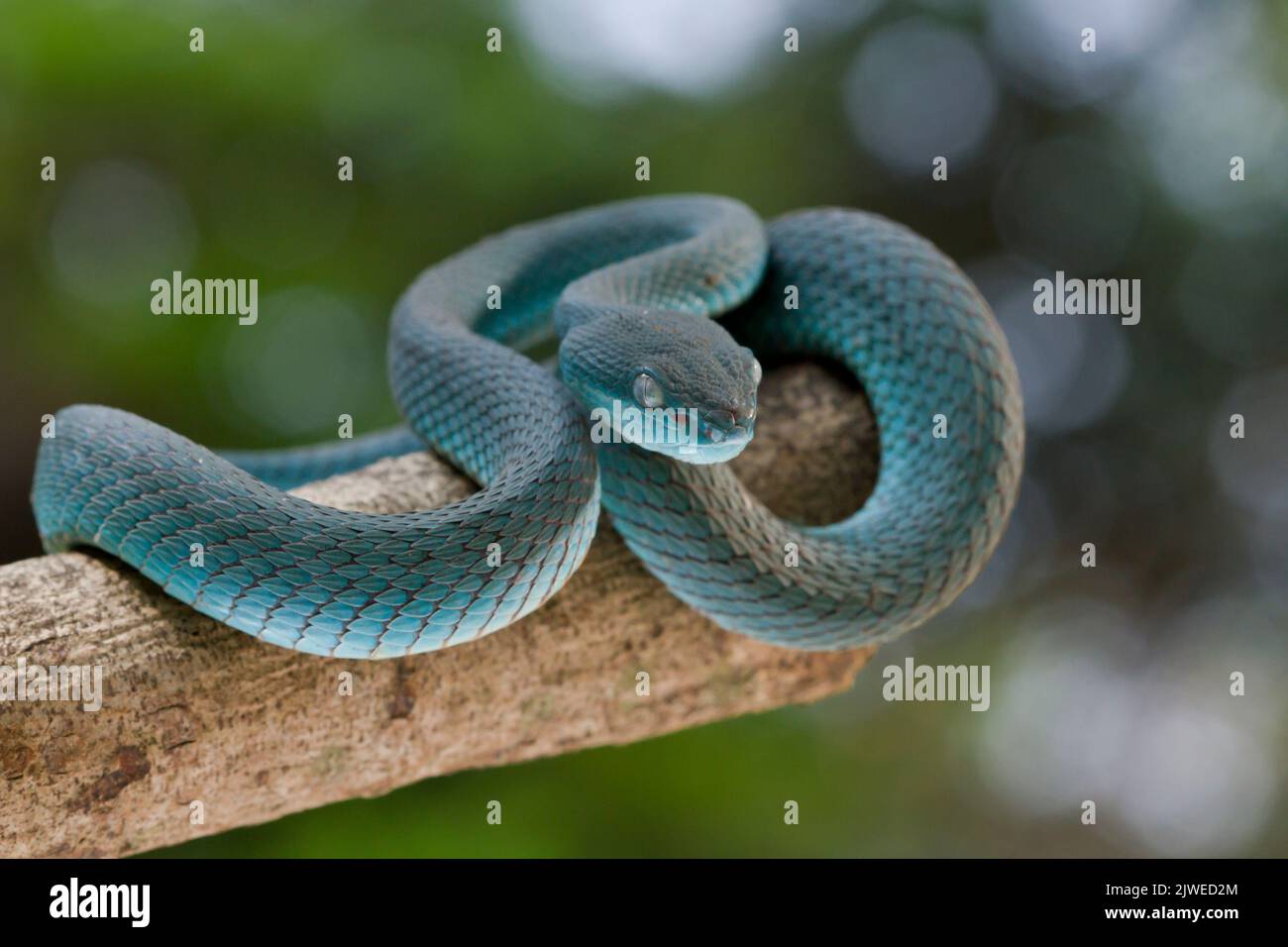 Close-up of a white-lipped island pit viper on a branch, Indonesia ...