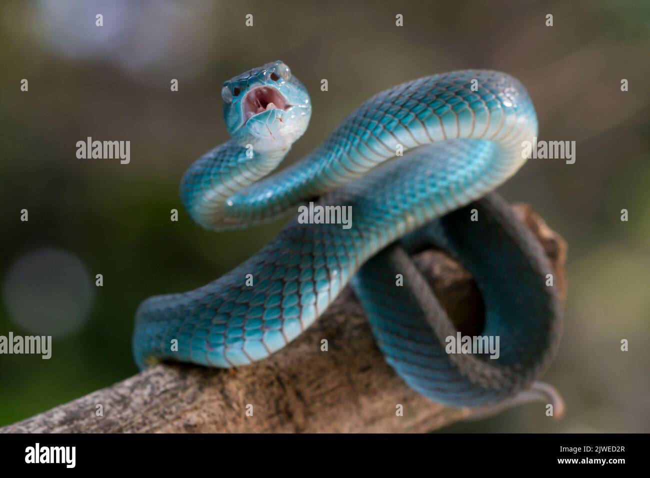 Close-up of a white-lipped island pit viper on a branch, Indonesia ...