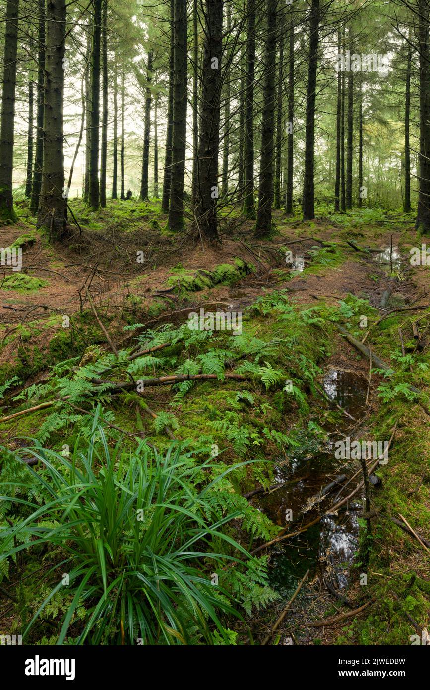 Softwood trees hi-res stock photography and images - Alamy
