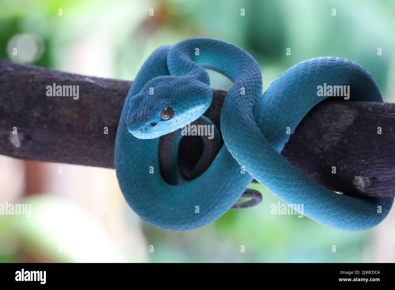Close-up of a white-lipped island pit viper on a branch, Indonesia ...