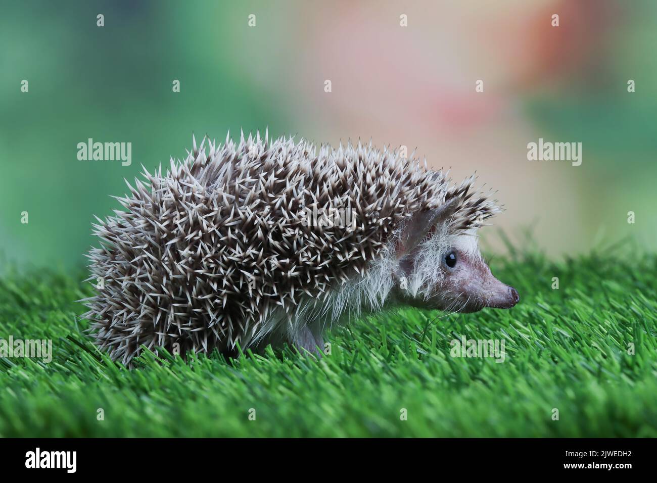 Hedgehog side view hi-res stock photography and images - Alamy