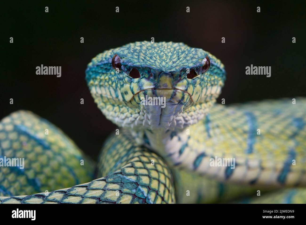 Close-up of a Wagler's Pit Viper (Tropidolaemus wagleri), Indonesia ...