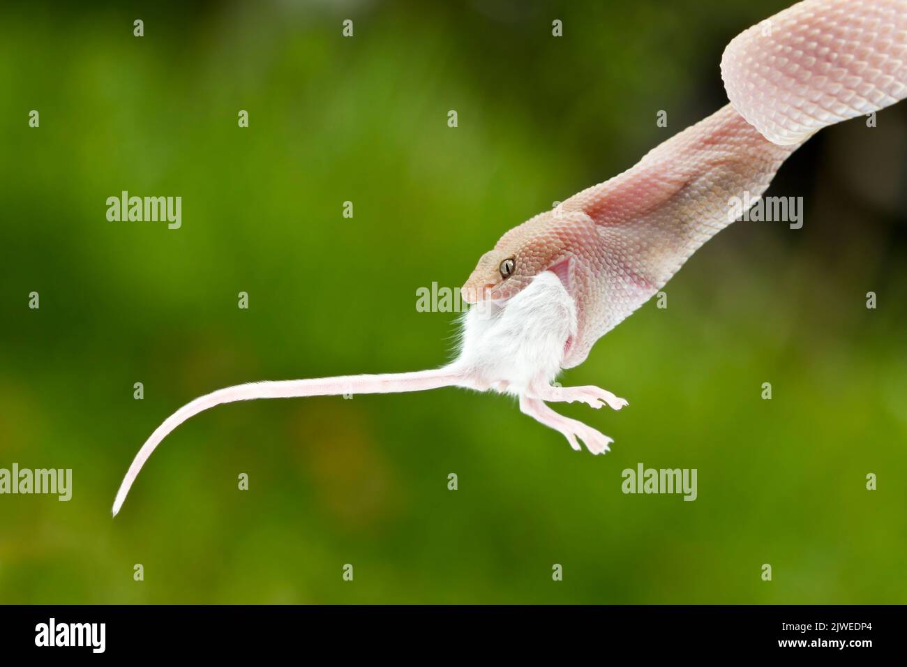 Close-up of a Mangrove pit viper (Trimeresurus purpureomaculatus ...