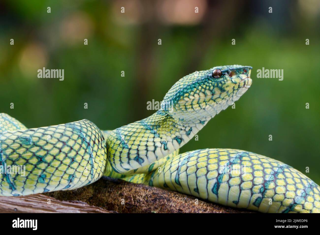 Close-up of a Wagler's Pit Viper (Tropidolaemus wagleri) on a branch ...