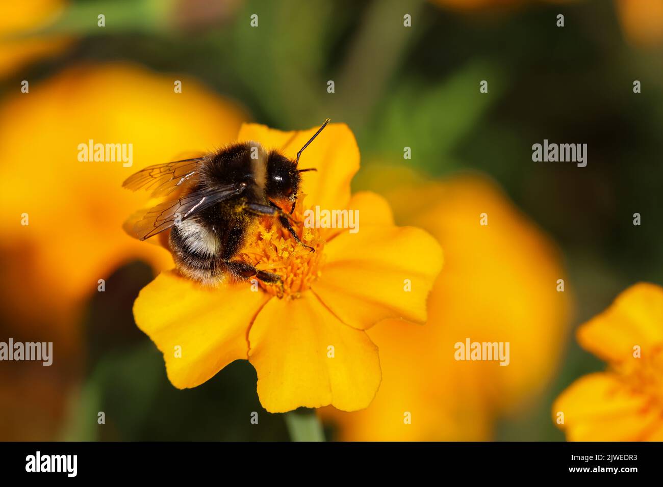 Bee collects pollen nectar from bright yellow flower during summer ...