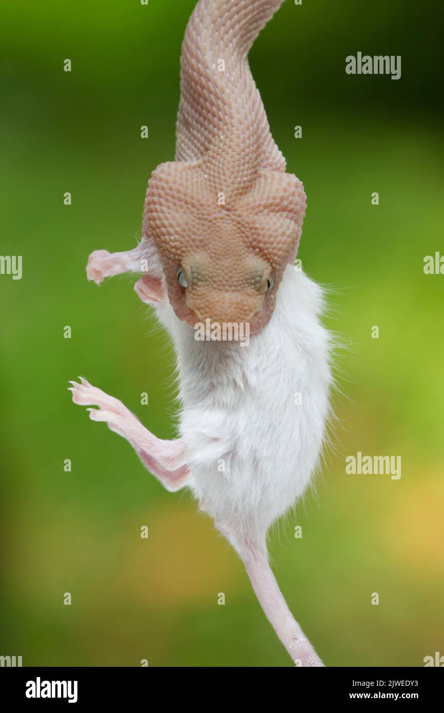 Close-up of a Mangrove pit viper (Trimeresurus purpureomaculatus ...