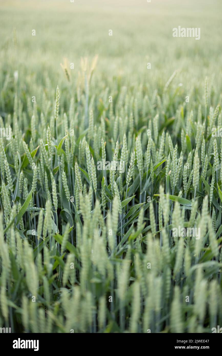 Wheat field background Stock Photo - Alamy