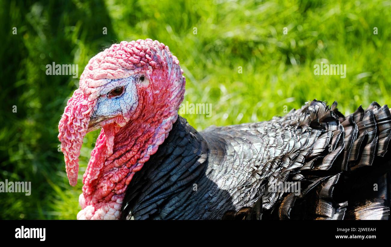 Close-up of a domesticated turkey - John Gollop Stock Photo - Alamy