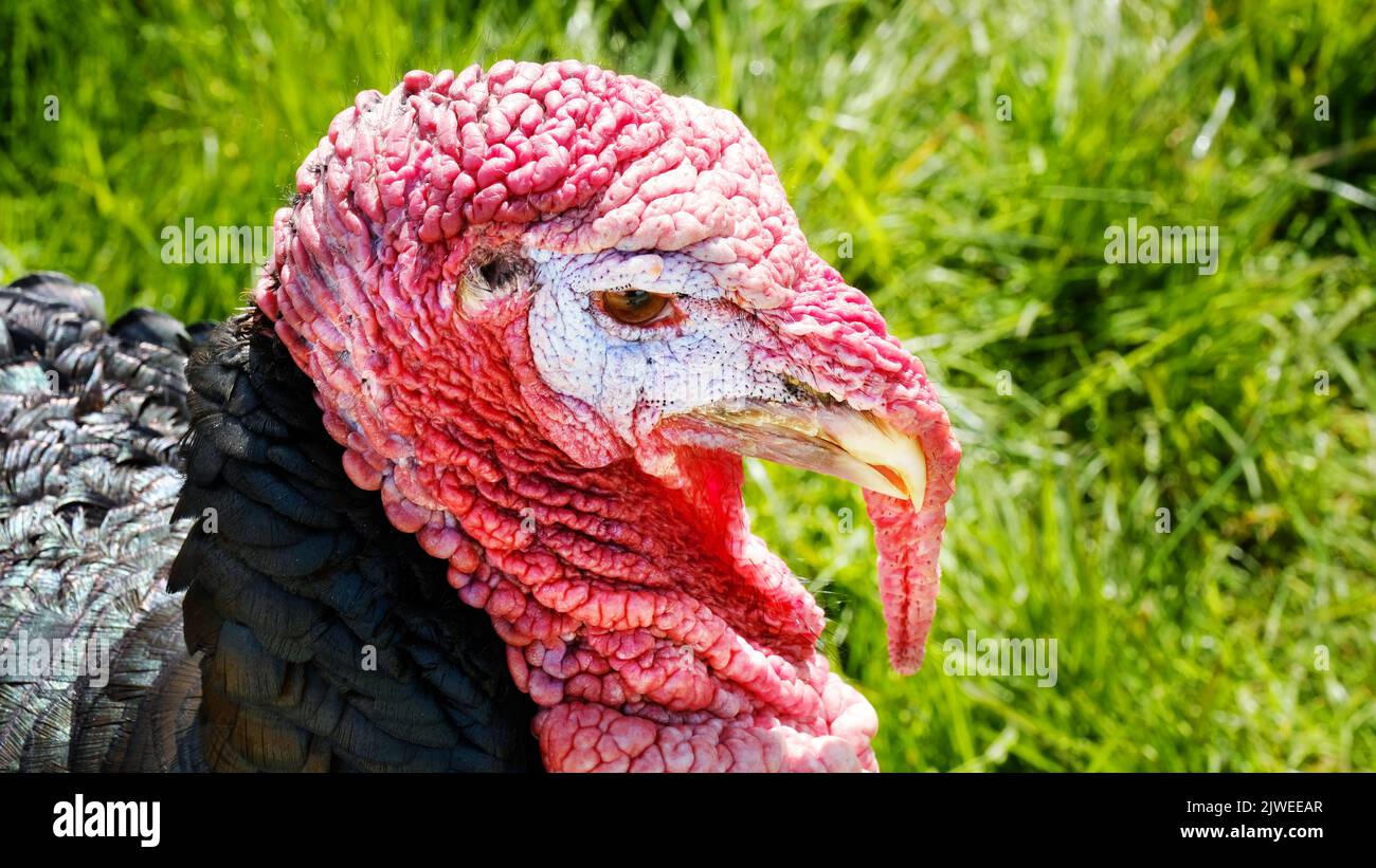 Domesticated turkey hi-res stock photography and images - Alamy