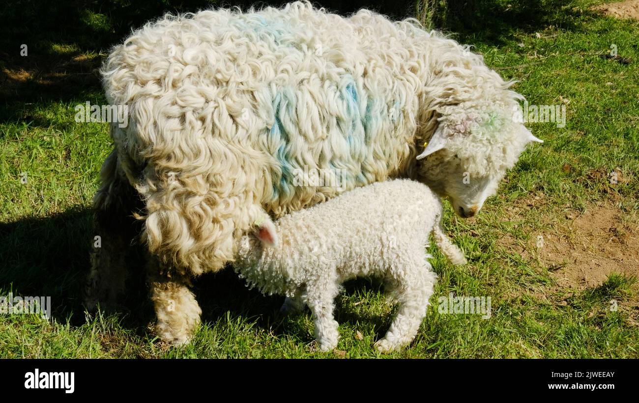 Mature sheep with offspring - John Gollop Stock Photo - Alamy