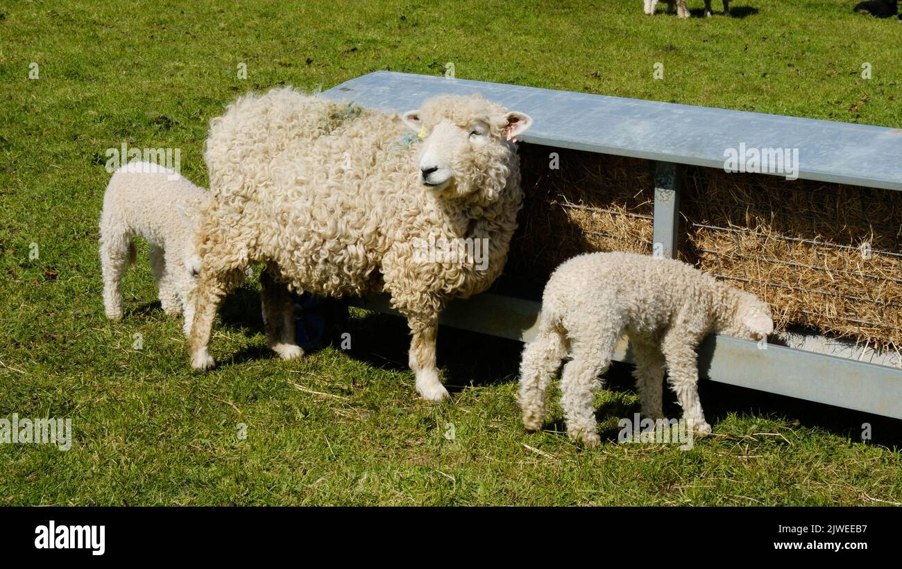 Mature sheep with offspring - John Gollop Stock Photo - Alamy