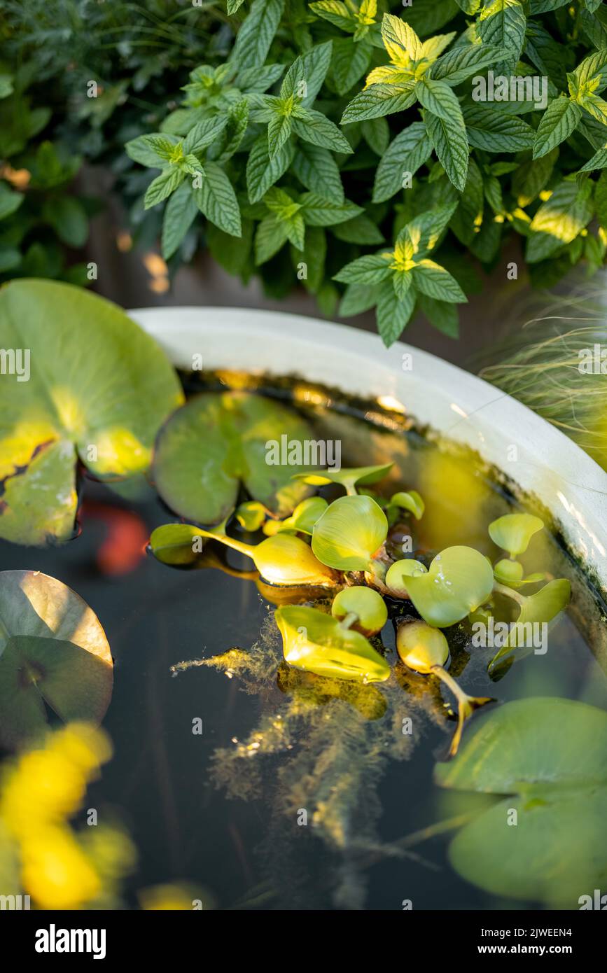 Water nymph hi-res stock photography and images - Alamy