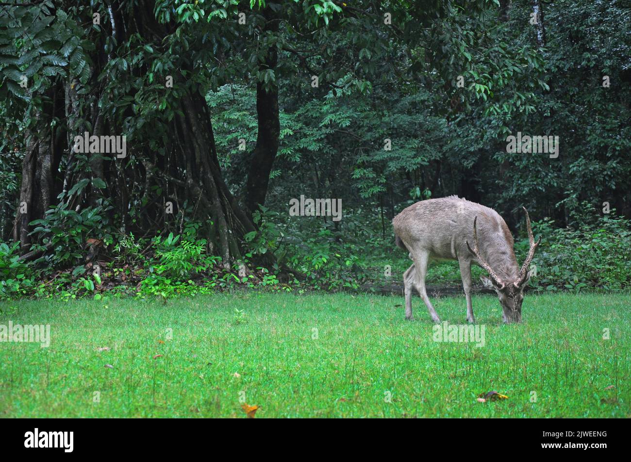 Deer grazing in the forest, West Java, Indonesia Stock Photo - Alamy