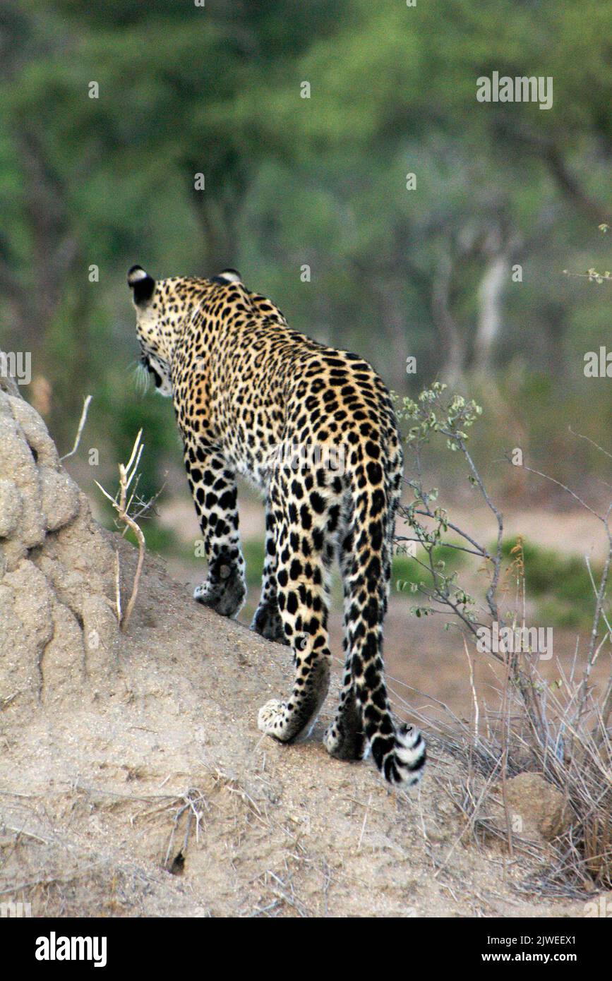 Rear view of a leopard in the bush, South Africa Stock Photo - Alamy