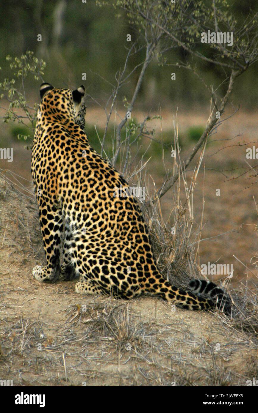 Rear view of a Leopard sitting in the bush, South Africa Stock Photo ...