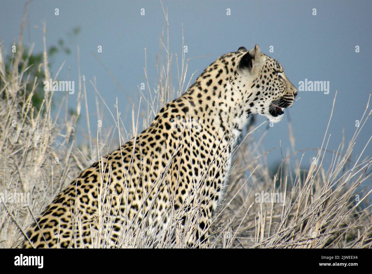 Close-Up side view of a Leopard sitting in the bush, South Africa Stock ...
