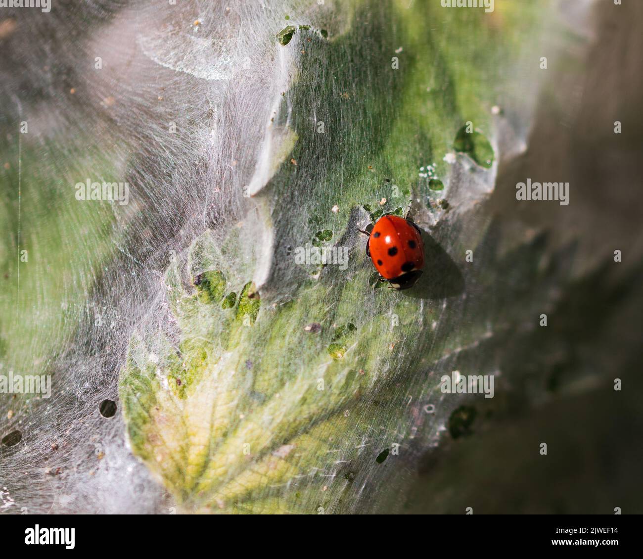 Ladybug and spider web hi-res stock photography and images - Alamy
