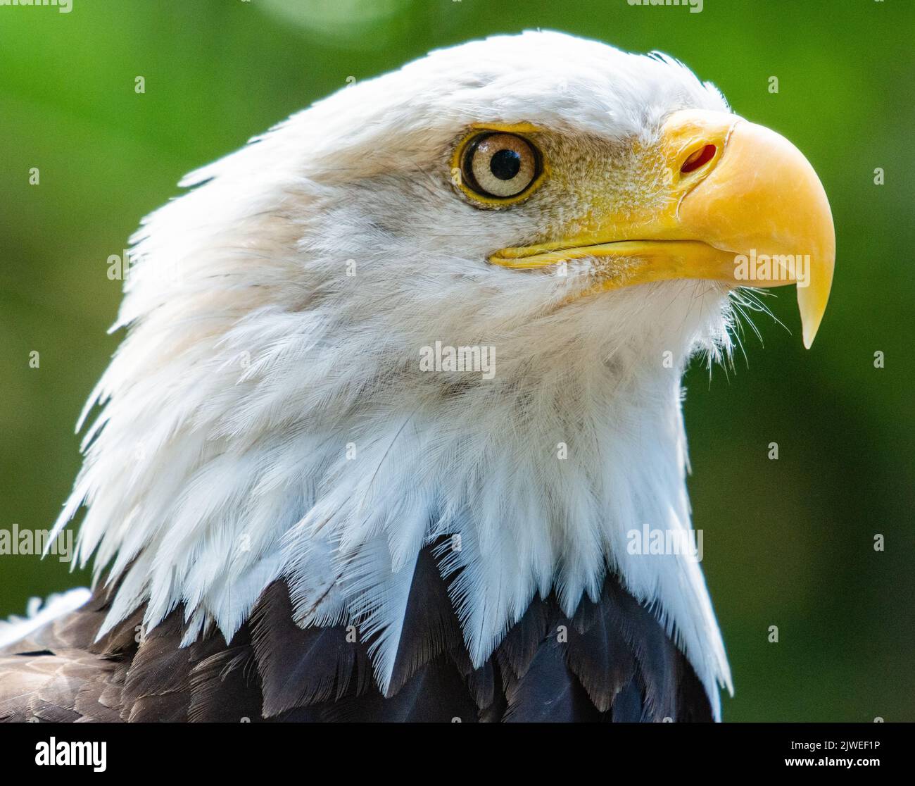 Golden eagle profile hi-res stock photography and images - Alamy