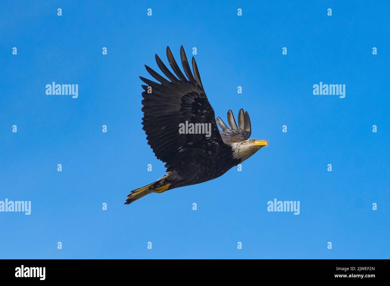 Bald eagle in mid air flight hi-res stock photography and images - Alamy