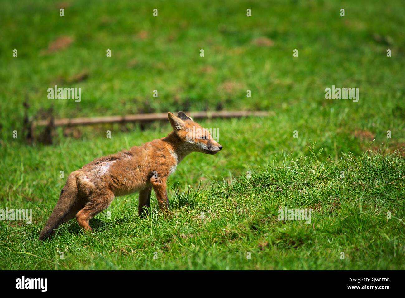 Fox mange hi-res stock photography and images - Alamy