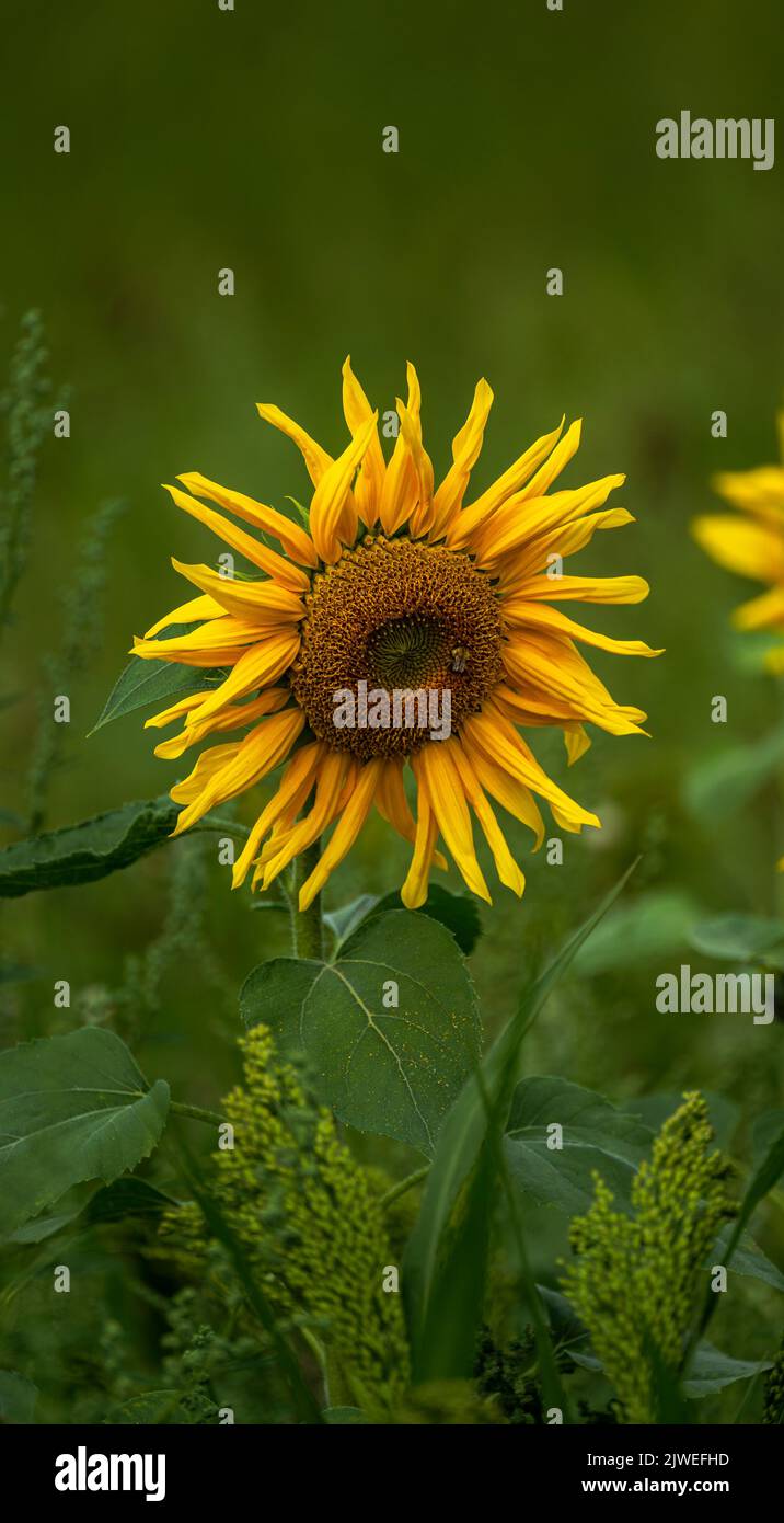 Close up of a Common Sunflower - Helianthus annuus Stock Photo - Alamy
