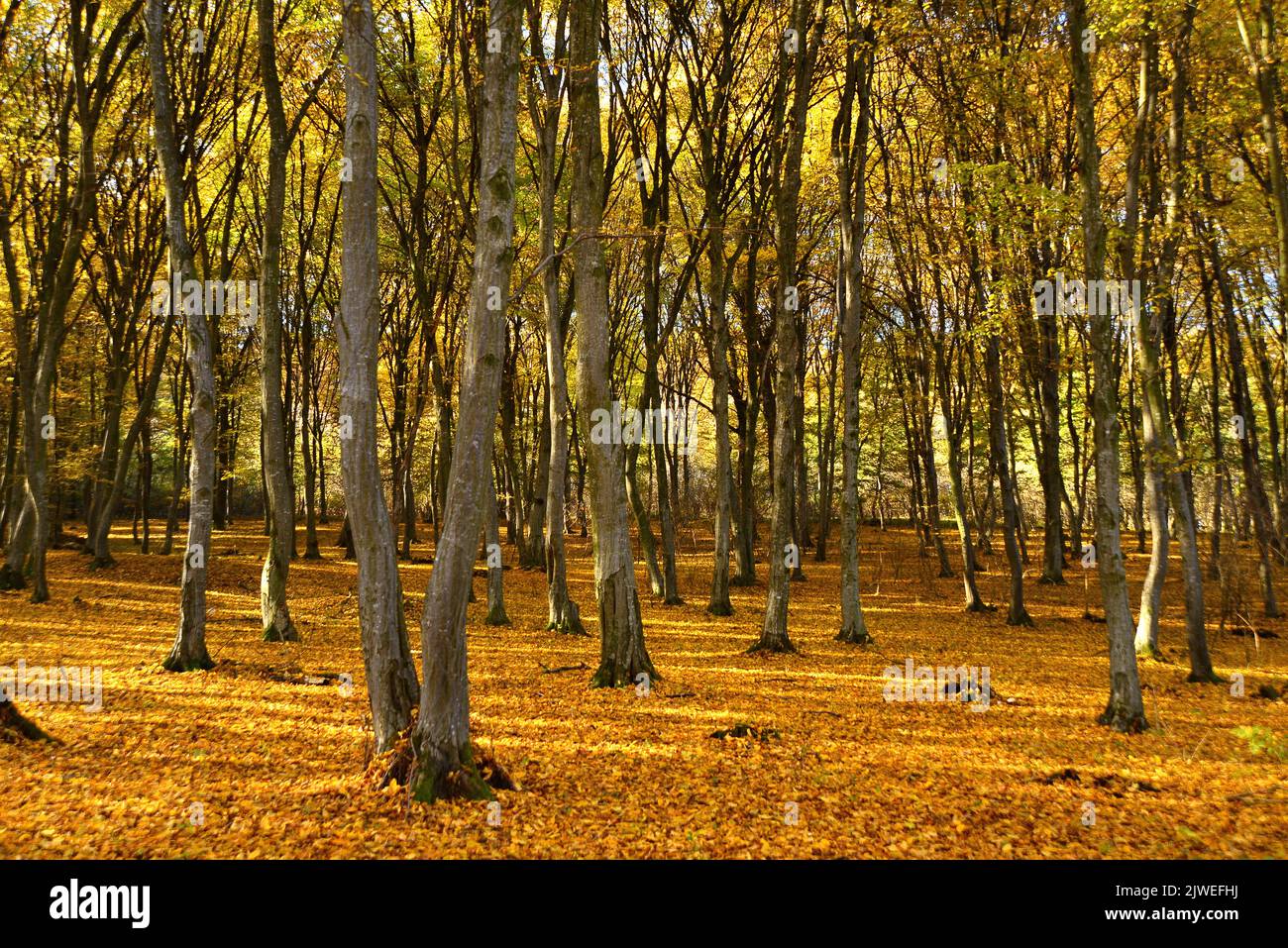 Golden leaves on the ground hi-res stock photography and images - Alamy