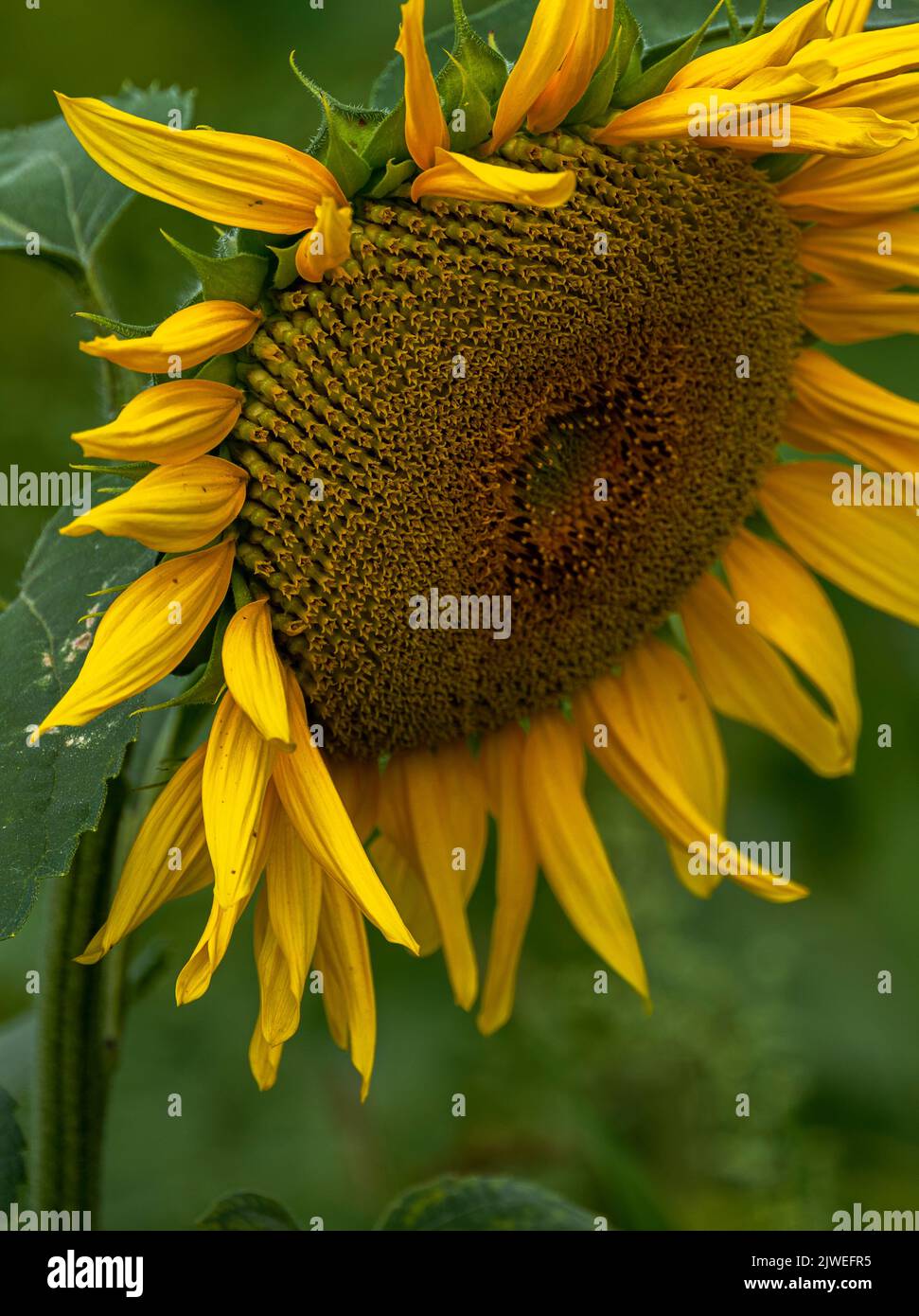 Close up of a Common Sunflower - Helianthus annuus Stock Photo - Alamy