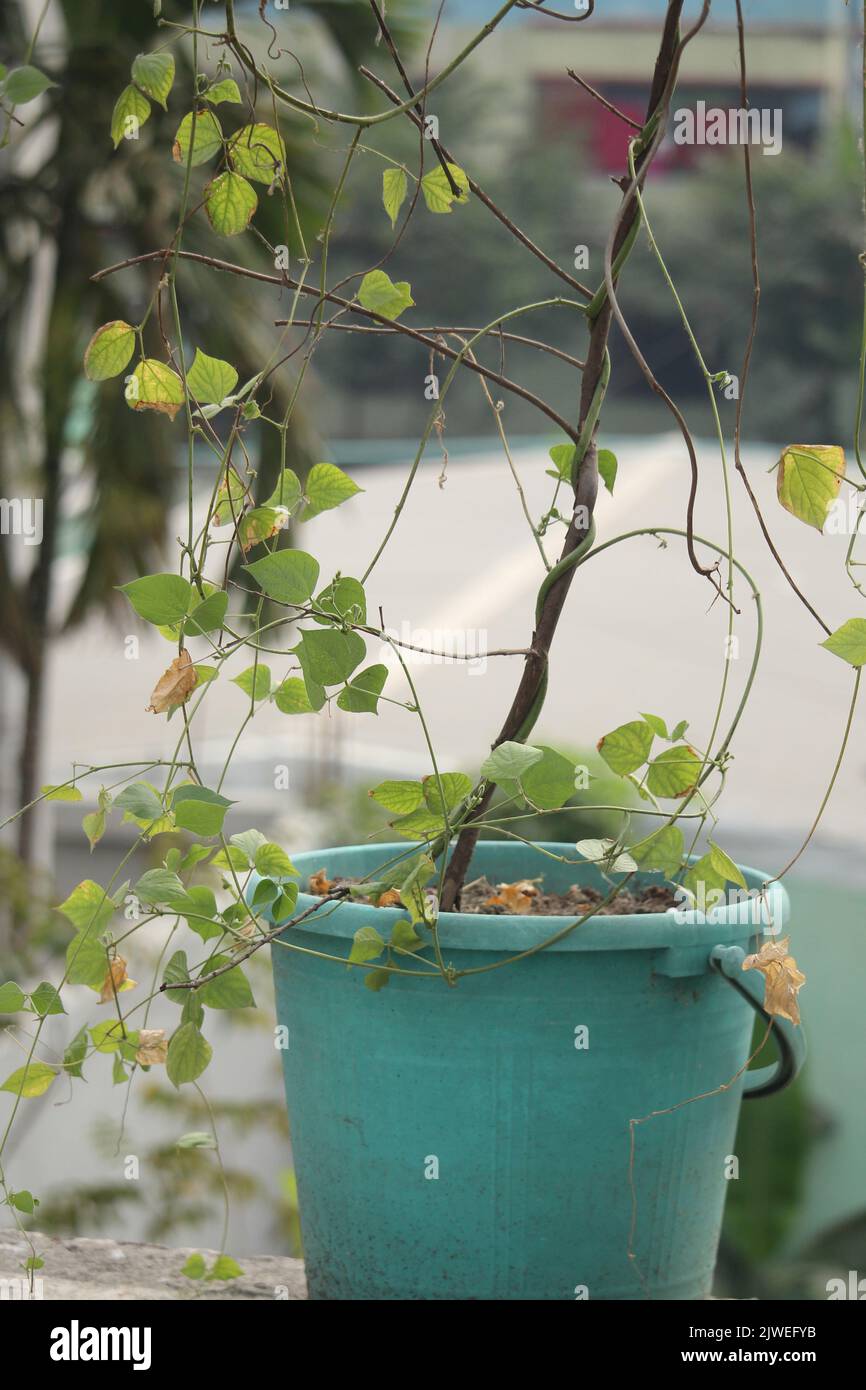 Seedlings of sim trees are planted on the roof Stock Photo - Alamy