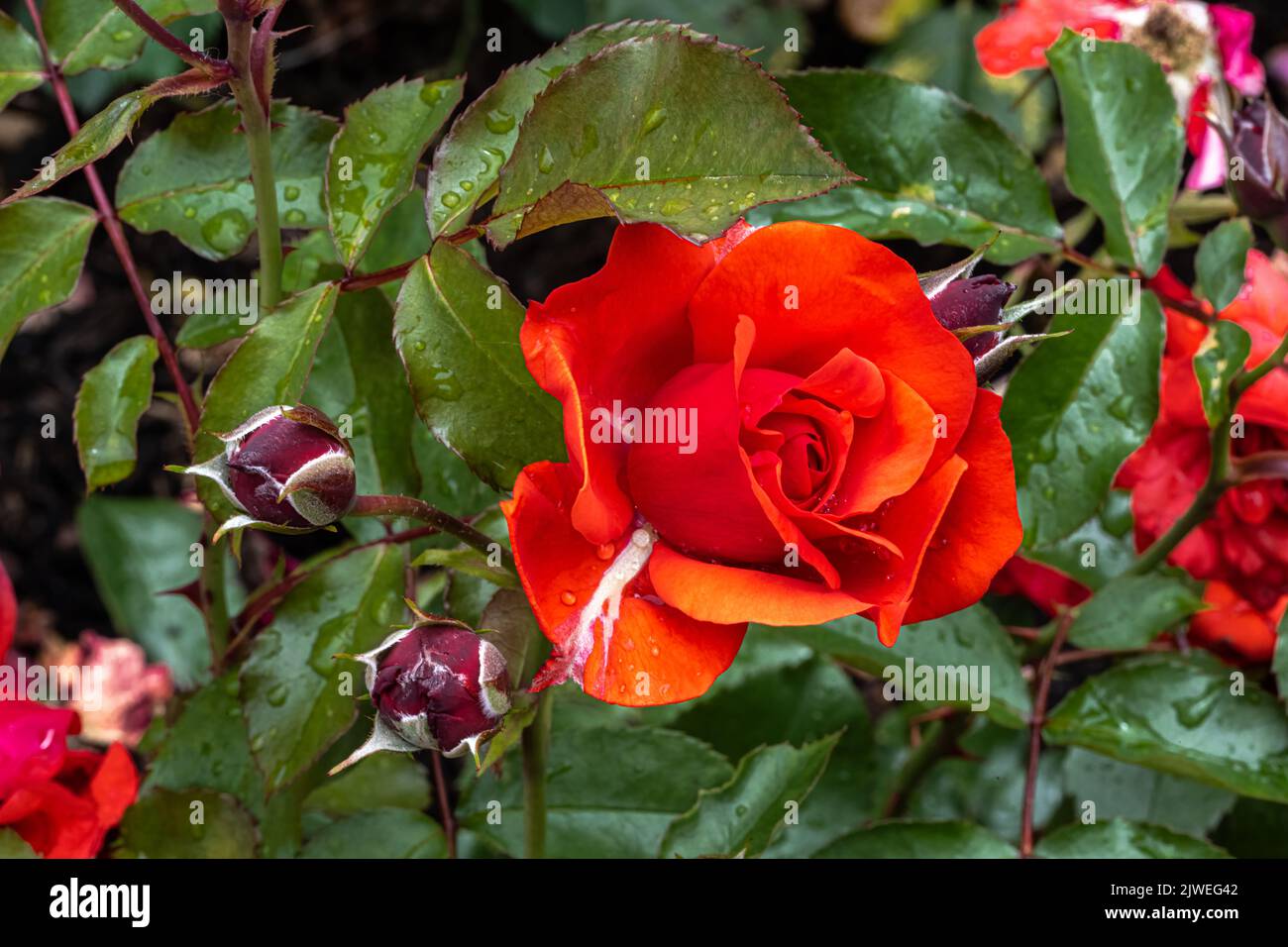 Flowers of Red ‘Matador’ Rose Stock Photo - Alamy